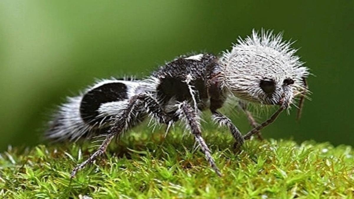 Los 10 bichos más raros del reino animal - Fumigaciones Fuminor